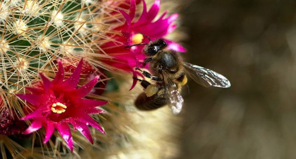 When Bug Bites & Bee Stings Require Medical Attention