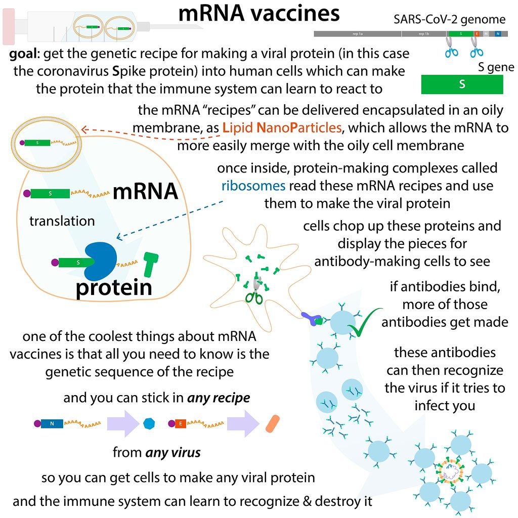UMHS COVID-19 experts on vaccine facts & fallacies